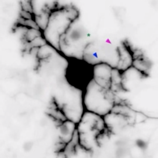 Branch pattern formation – The Kengaku Group